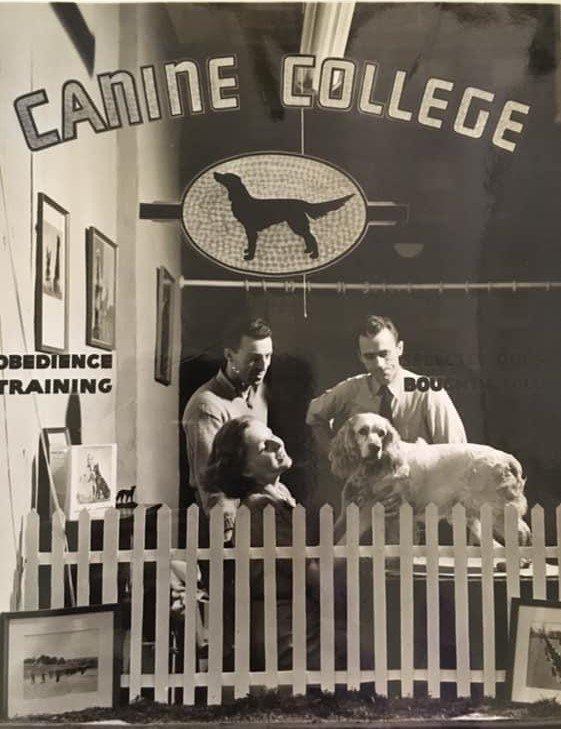 Dog Trainers – Redding, CT – Canine College