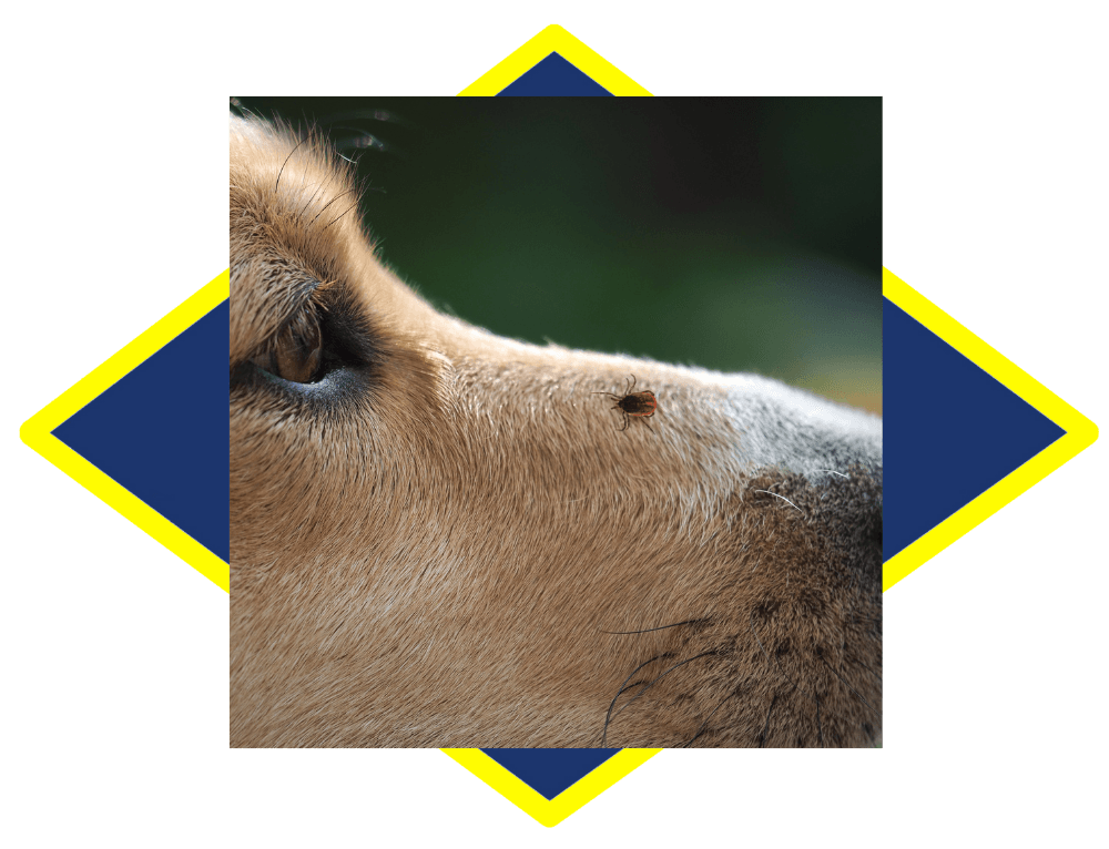 Bakersfield's Most-Trusted Tick Control Company