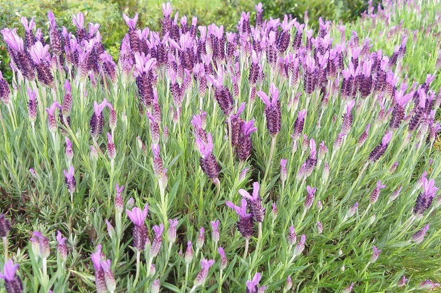 Pineleigh Plants Nursery