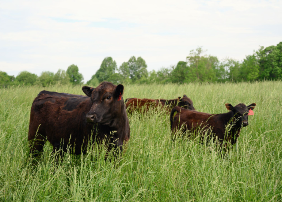 Meet The Family Behind The Farm! | Maplecrest Meats