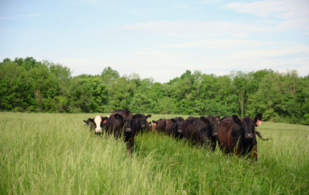 Meet The Family Behind The Farm! | Maplecrest Meats