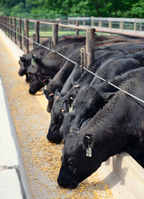 Meet The Family Behind The Farm! | Maplecrest Meats