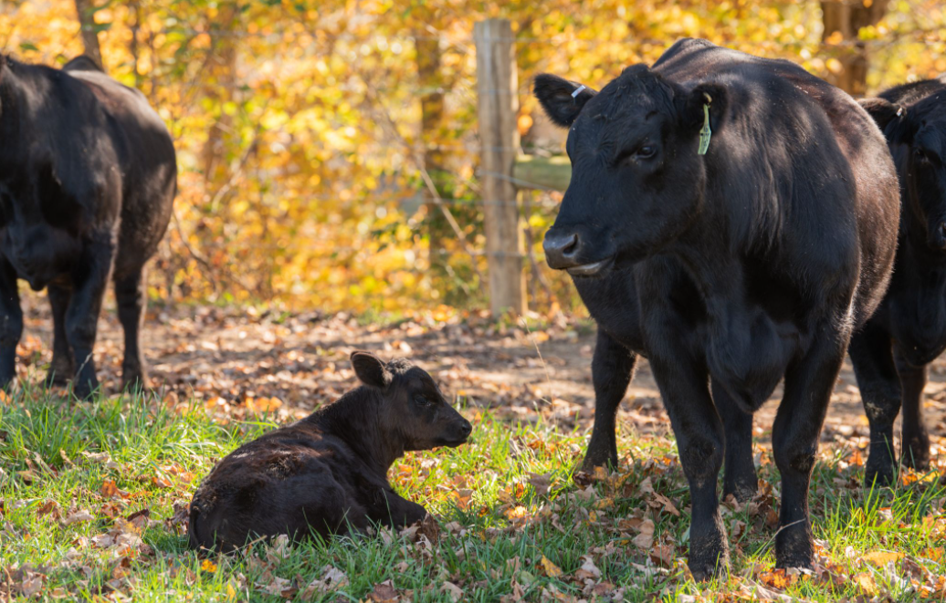 Meet The Family Behind The Farm! | Maplecrest Meats