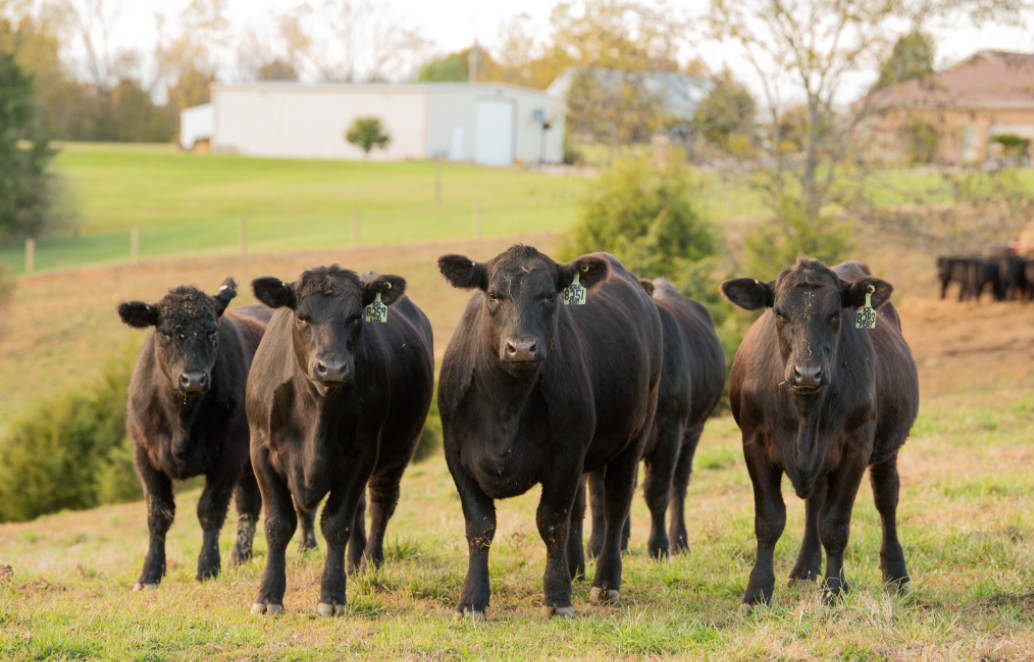Meet The Family Behind The Farm! | Maplecrest Meats