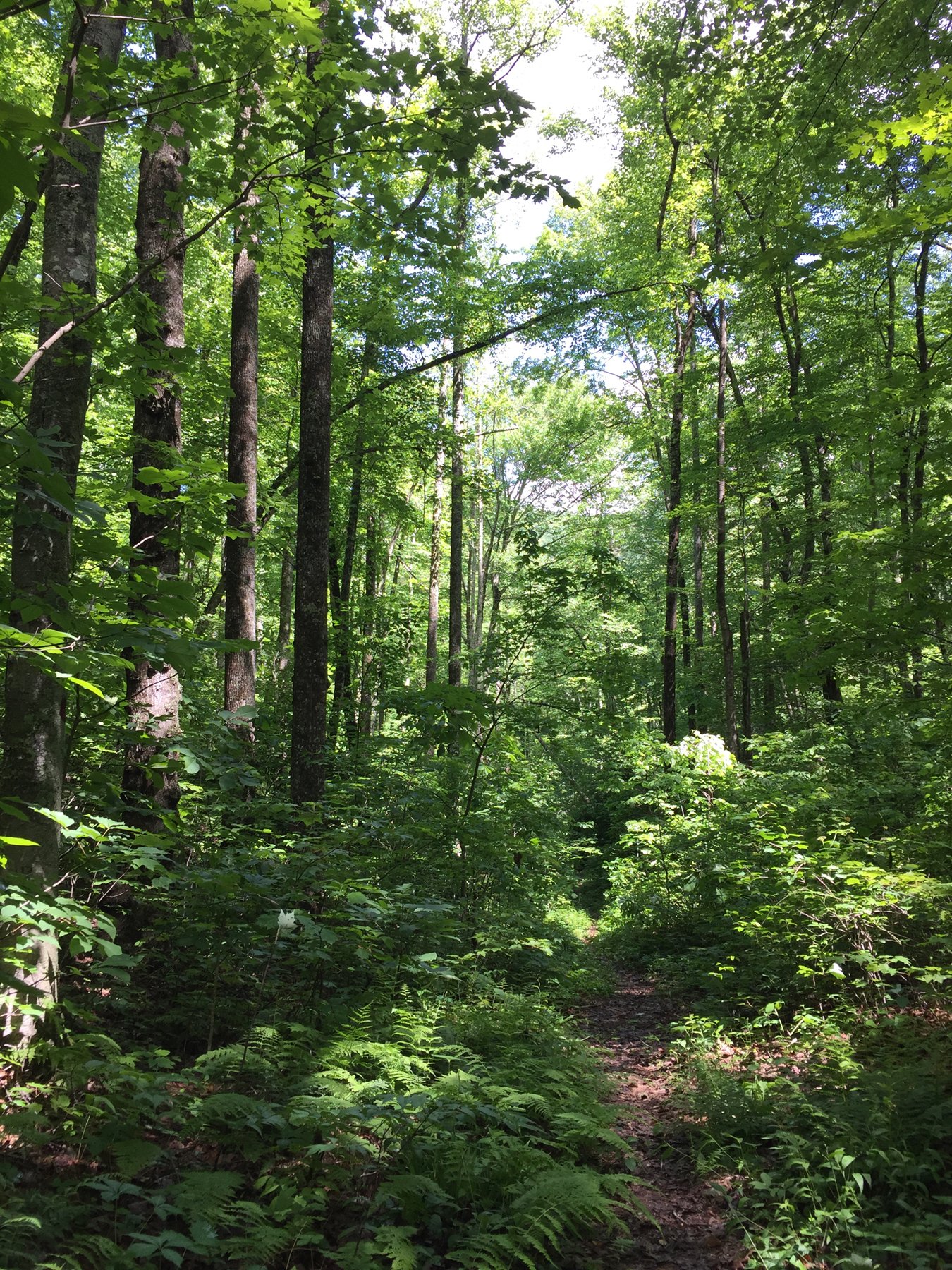 Hiking Trails