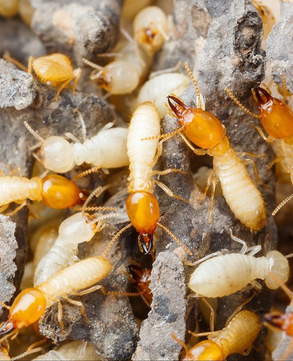 Termite Treatments in Port Macquarie | Mid North Coast Termite Inspections