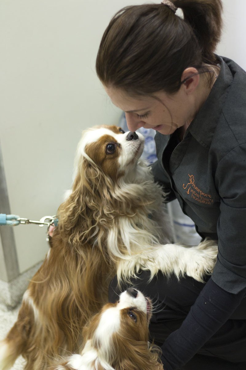 Gallery | Riverport Veterinary Hospital and Victor Central Vets