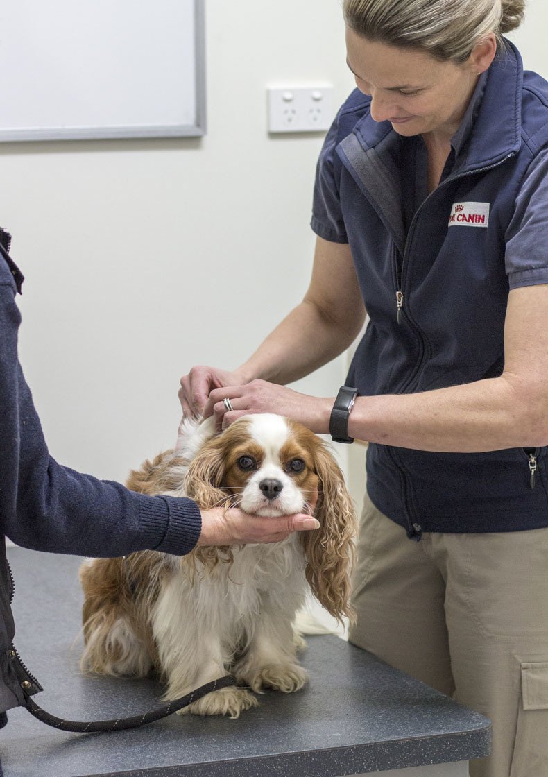 Gallery | Riverport Veterinary Hospital and Victor Central Vets