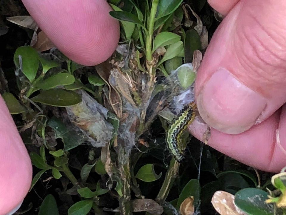 Box Tree Moth: Coming Soon to a Boxwood Near You?