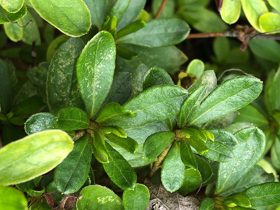 Lose the (Azalea) Lace Bugs