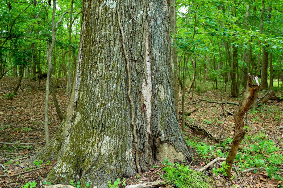 Hypoxylon Canker: Feller of the Mighty Oak