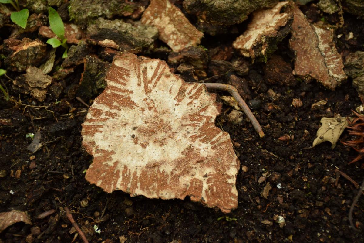 Hypoxylon Canker: Feller of the Mighty Oak