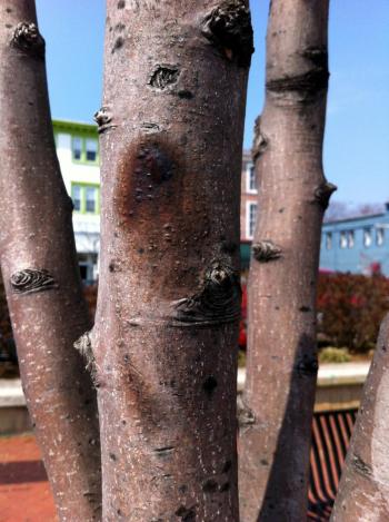 Fight the (Fire) Blight