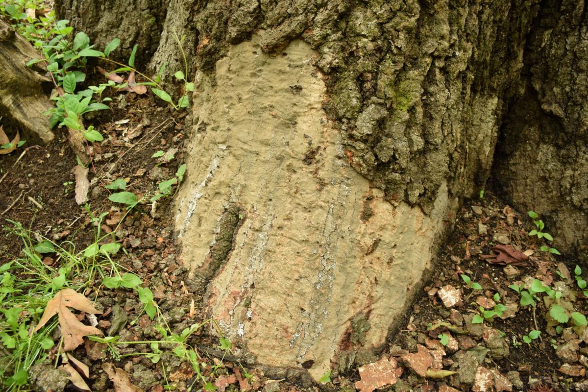 Hypoxylon Canker: Feller of the Mighty Oak