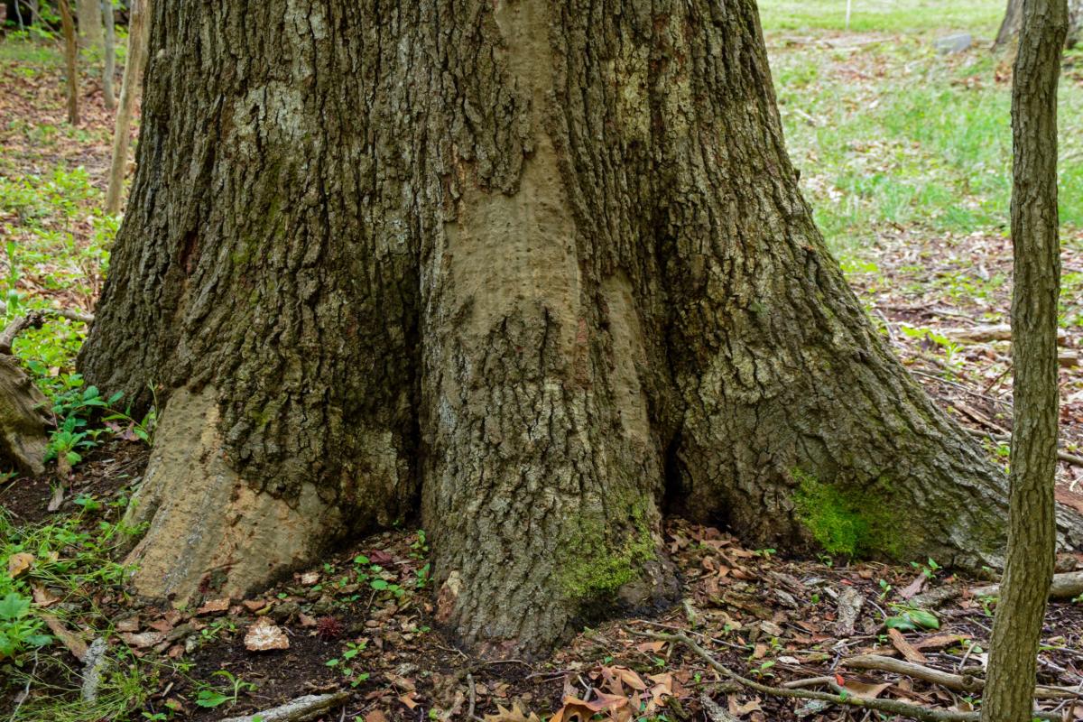 Hypoxylon Canker: Feller of the Mighty Oak