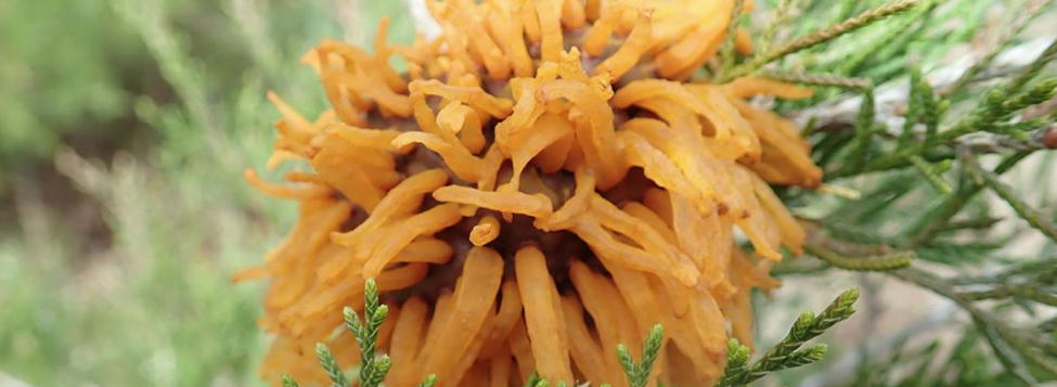 Cedar Apple Rust: A Gateway Plant Disease?