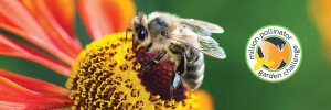 Million Pollinator Garden Challenge Toolkit | Horticultural Research ...