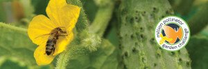 Million Pollinator Garden Challenge Toolkit | Horticultural Research ...