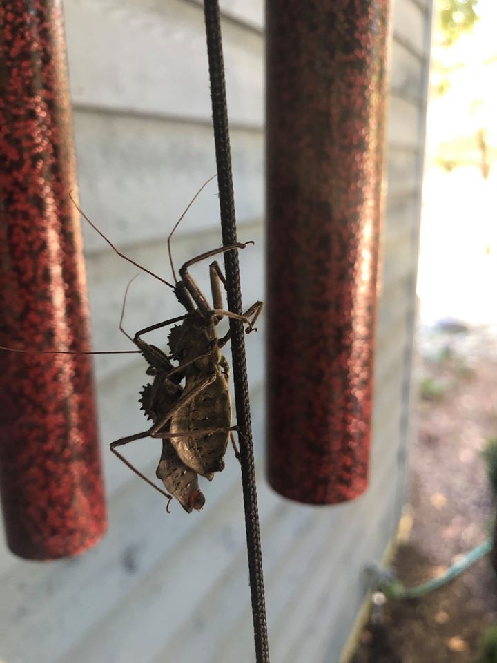 Wheel Bugs