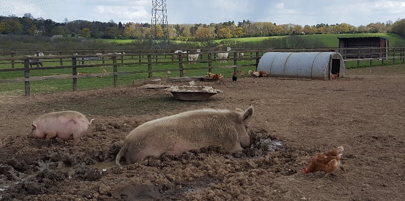 Livestock farm in Chalfont St. Giles, Nathan's Farm