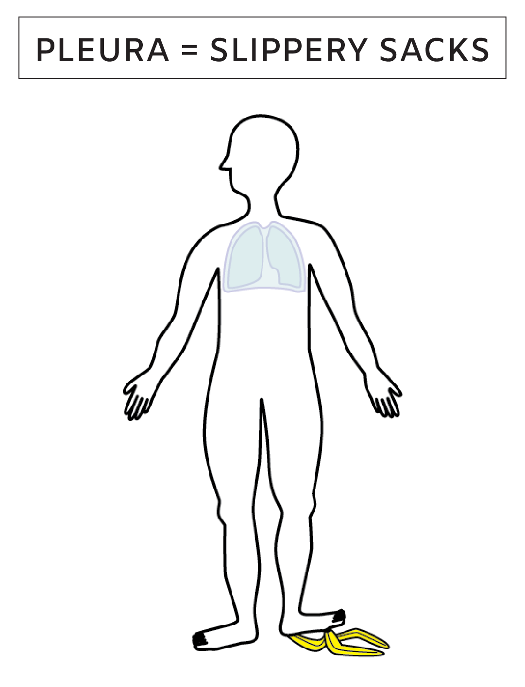 What are Pleura? Lung Pleura Structure and Function