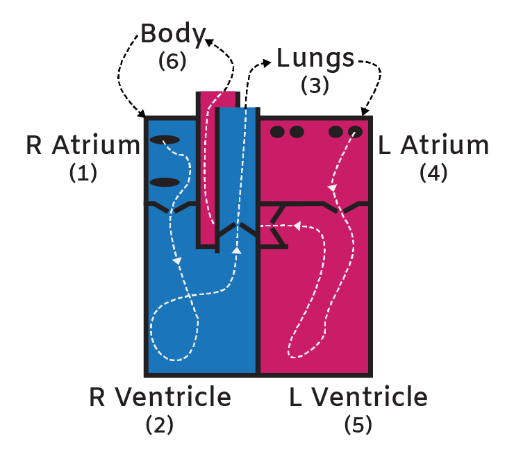 How Does the Heart Work? Review Heart Structure and Function
