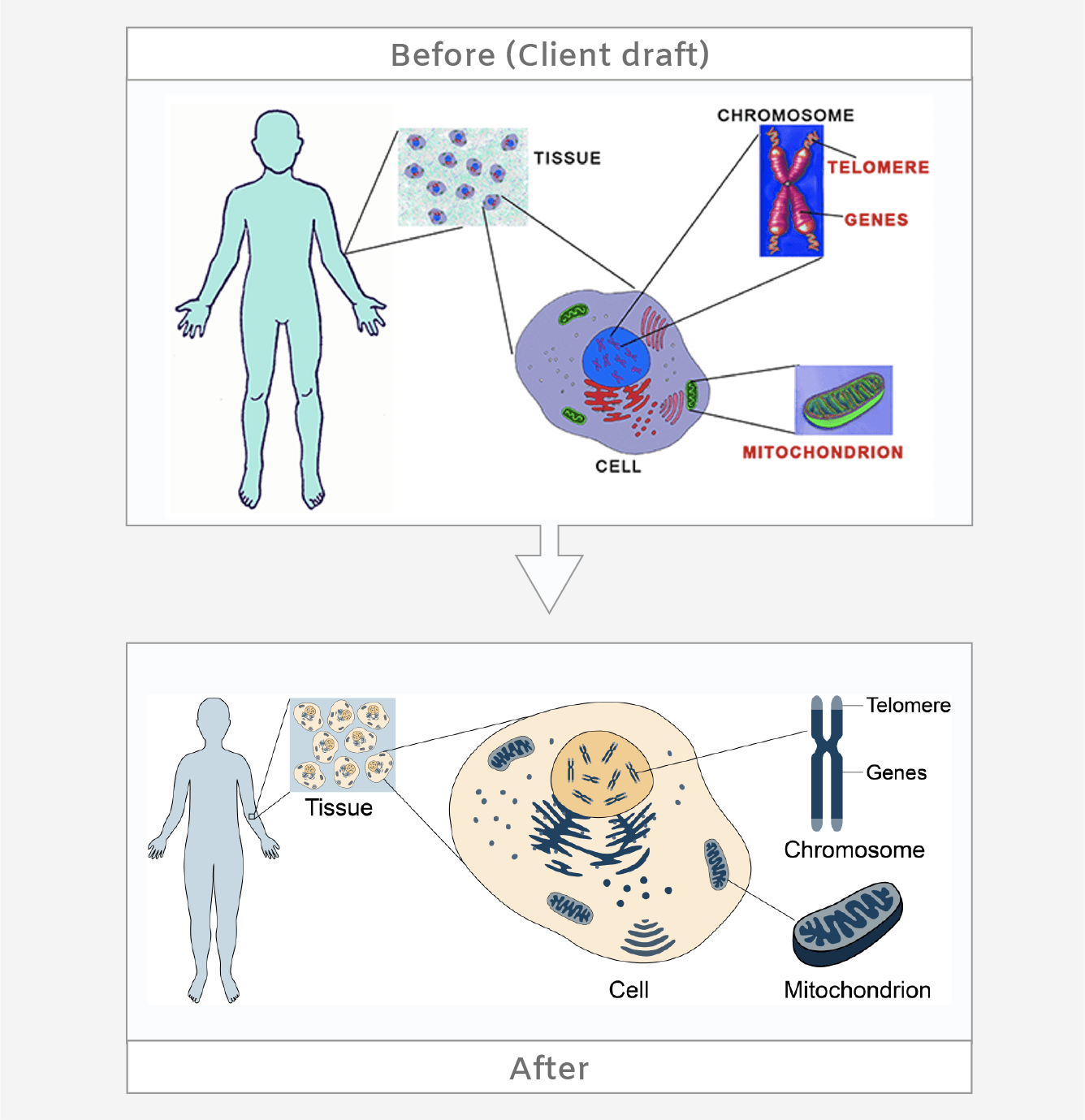 Scientific Illustration Services | Simplified Science