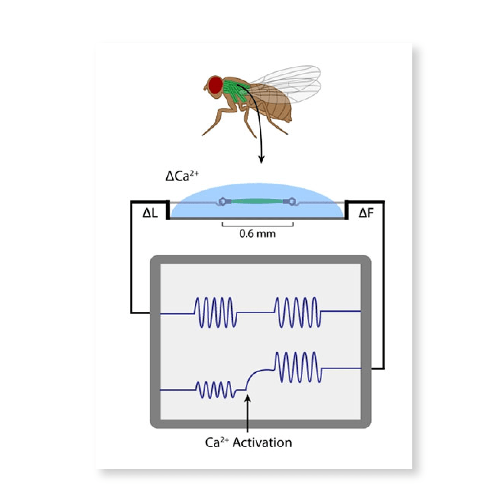Scientific Graphic Design for Figures, Abstracts & Publications
