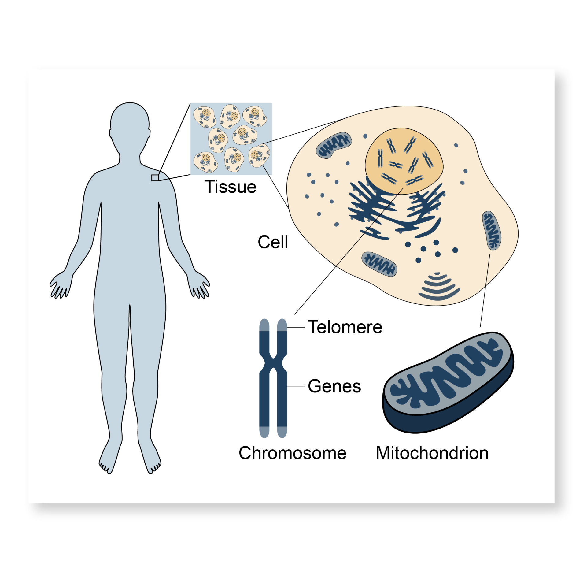 Scientific Illustration Services | Simplified Science
