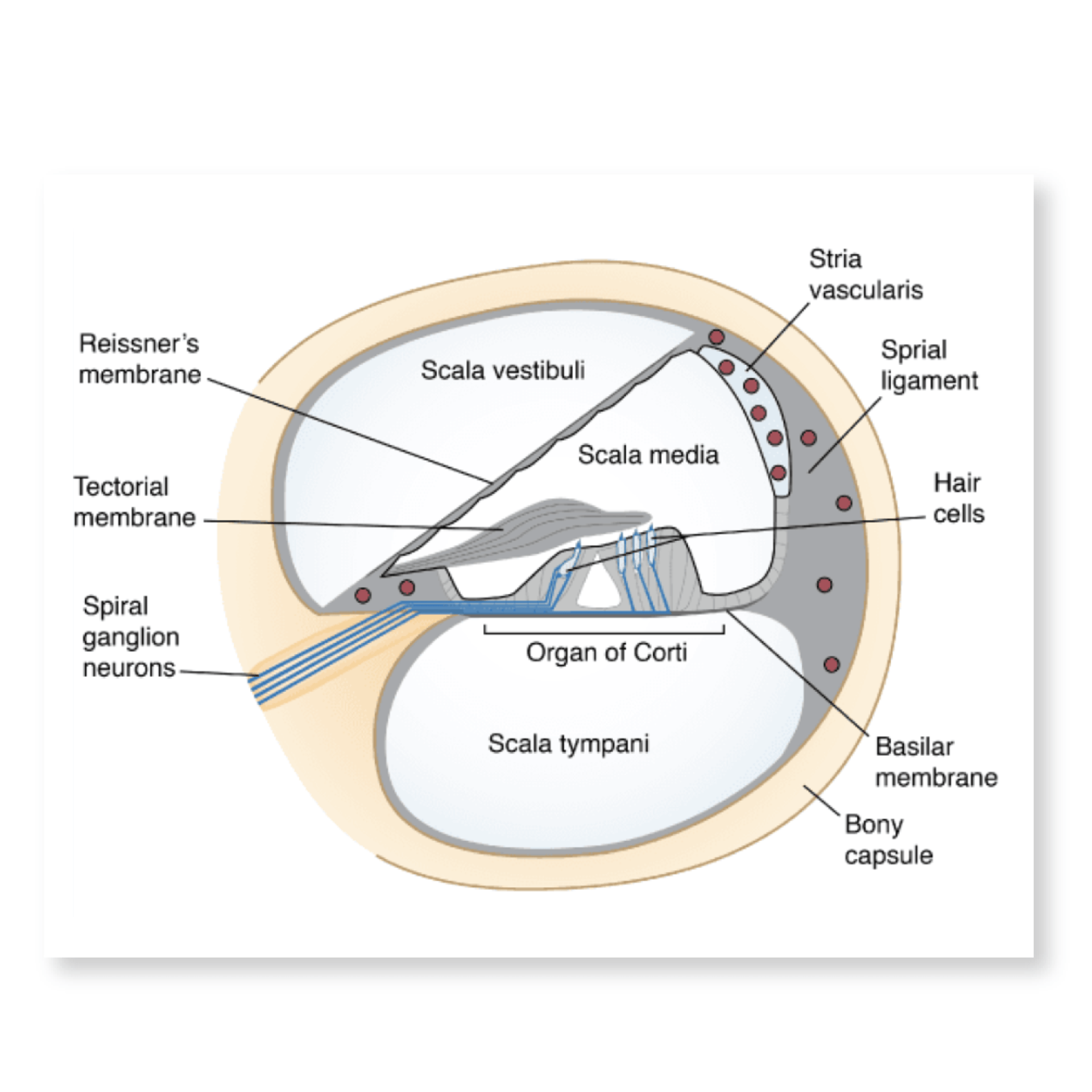 Scientific Illustration Services | Simplified Science