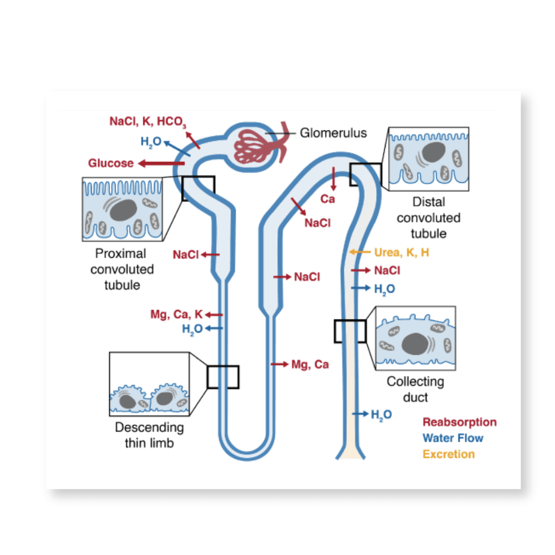 Scientific Illustration Services | Simplified Science