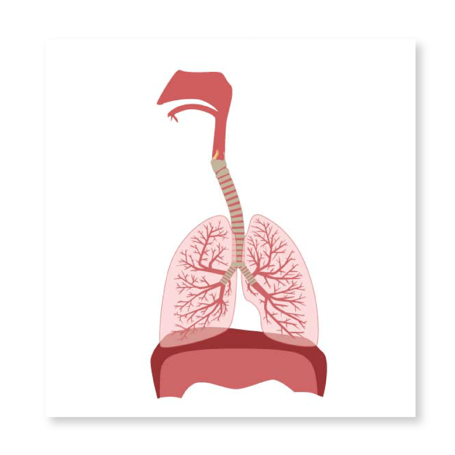 Scientific Illustration Services | Simplified Science