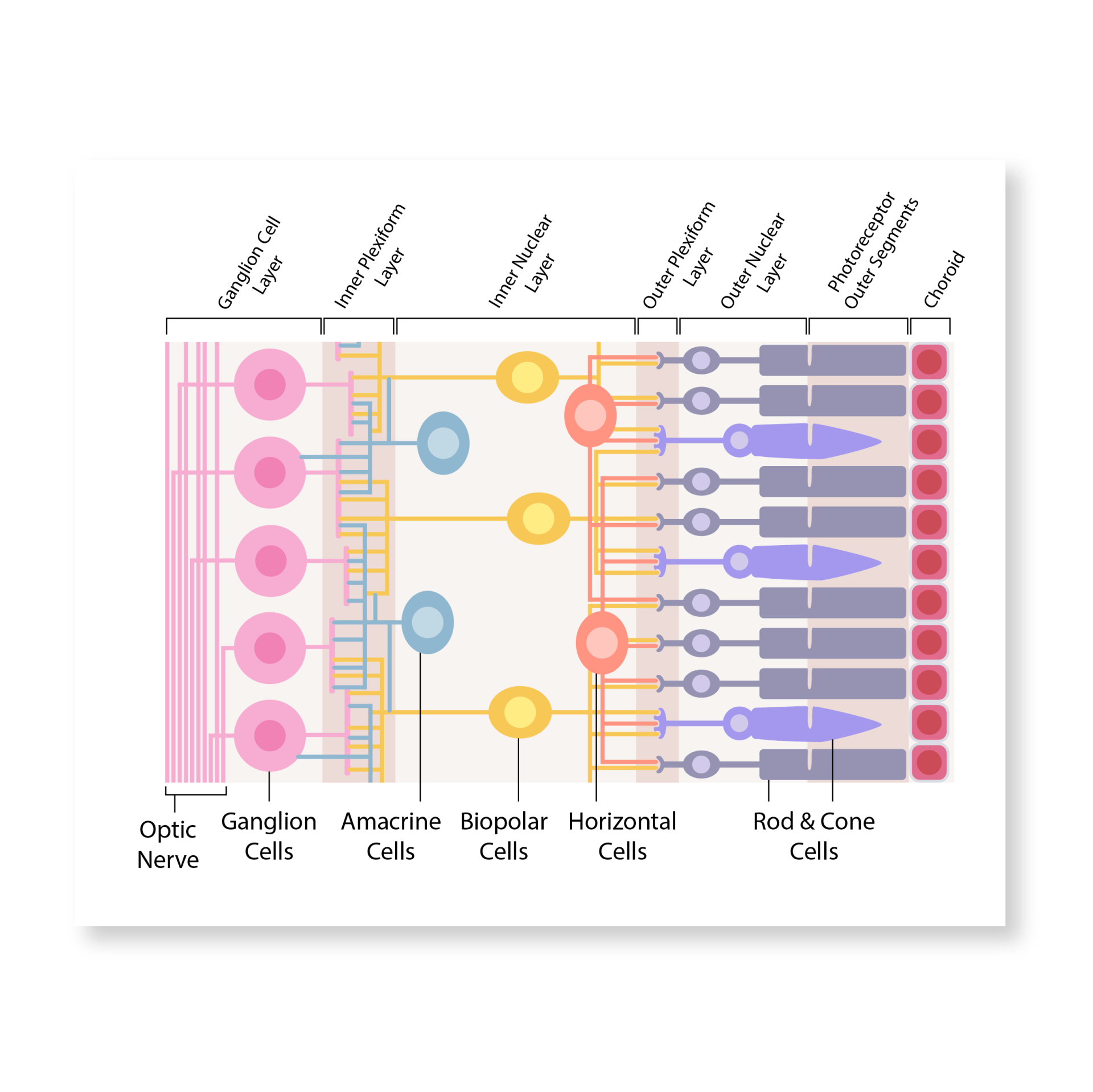 Scientific Illustration Services | Simplified Science