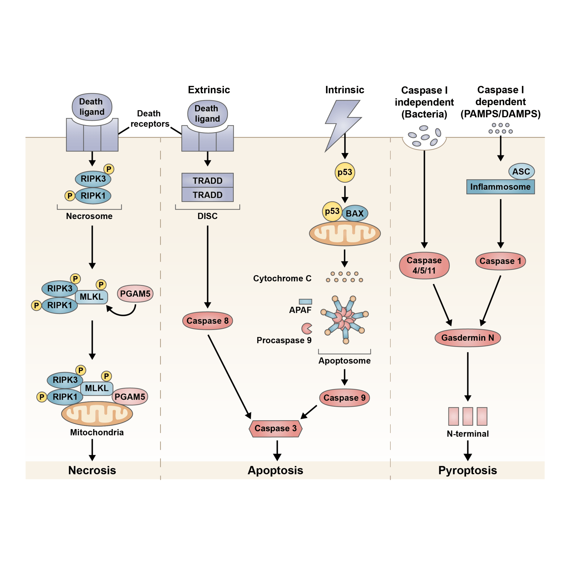 Scientific Illustration and Graphic Design Company | Simplified Science