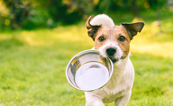Non-Profit Rescue | McHenry, IL | K9s4U Dog Rescue