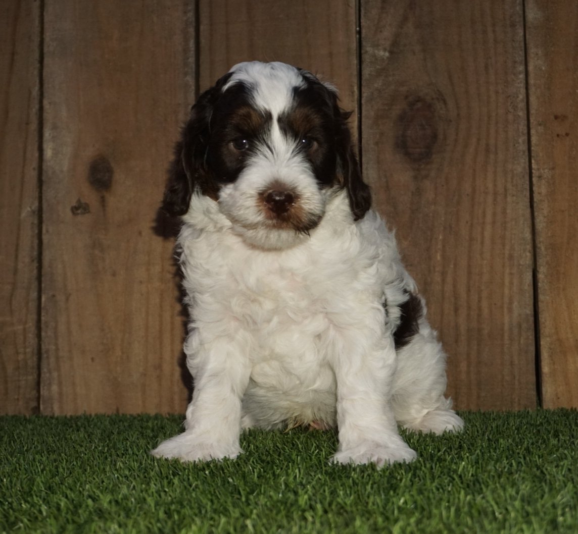 Asher Farm Labradoodles