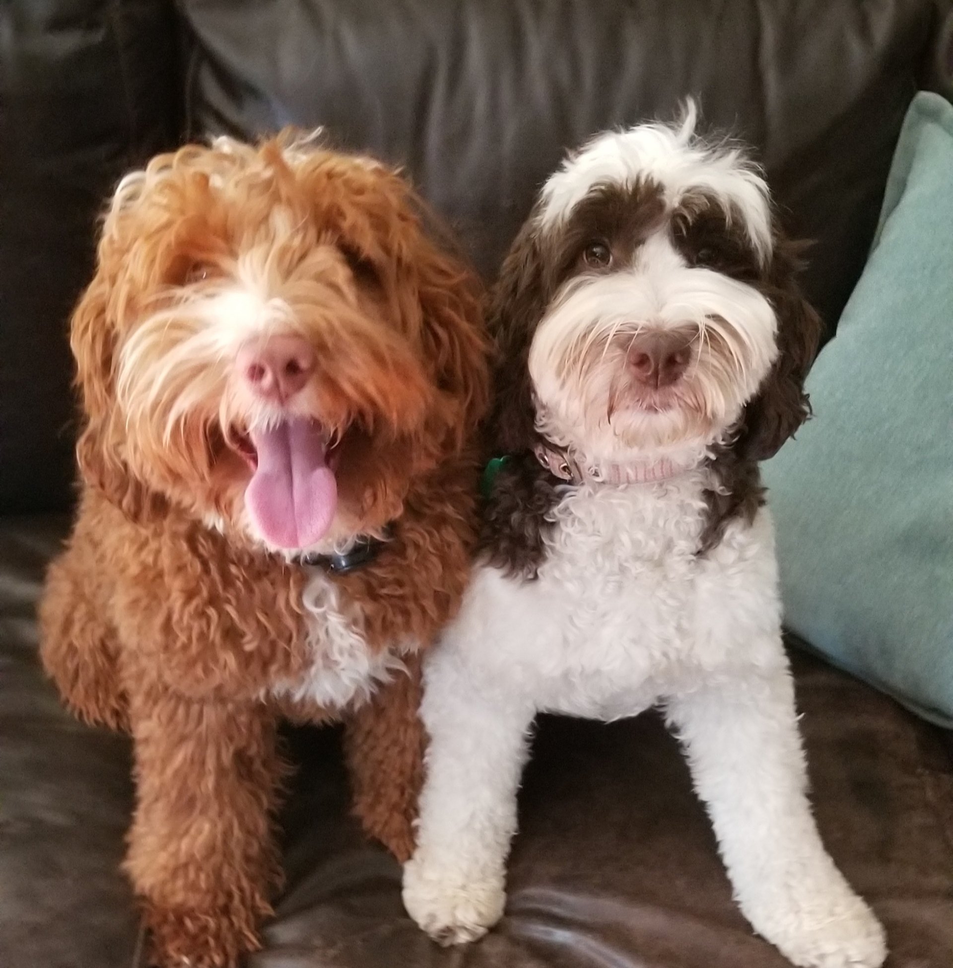 Asher Farm Labradoodles