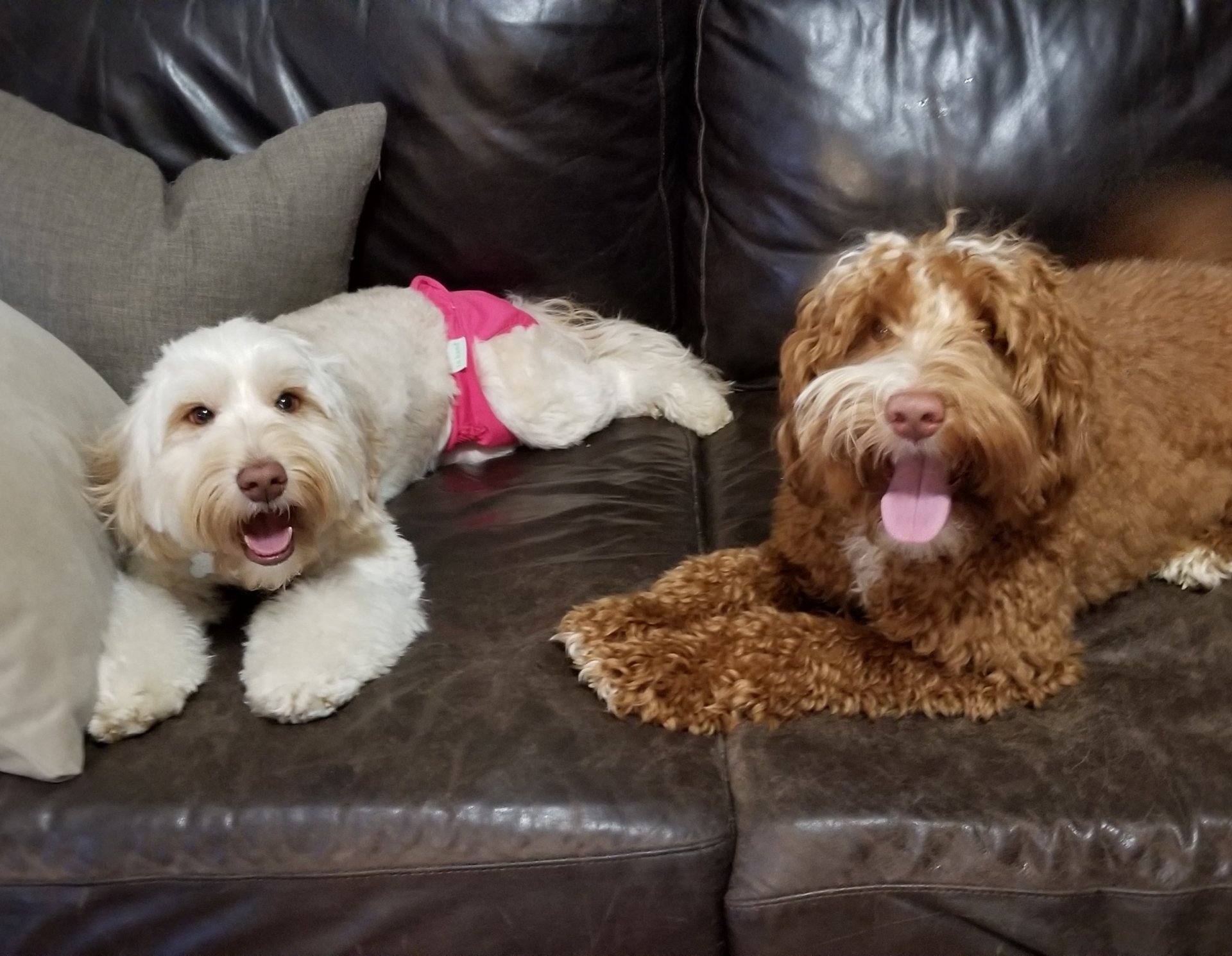 Asher Farm Labradoodles