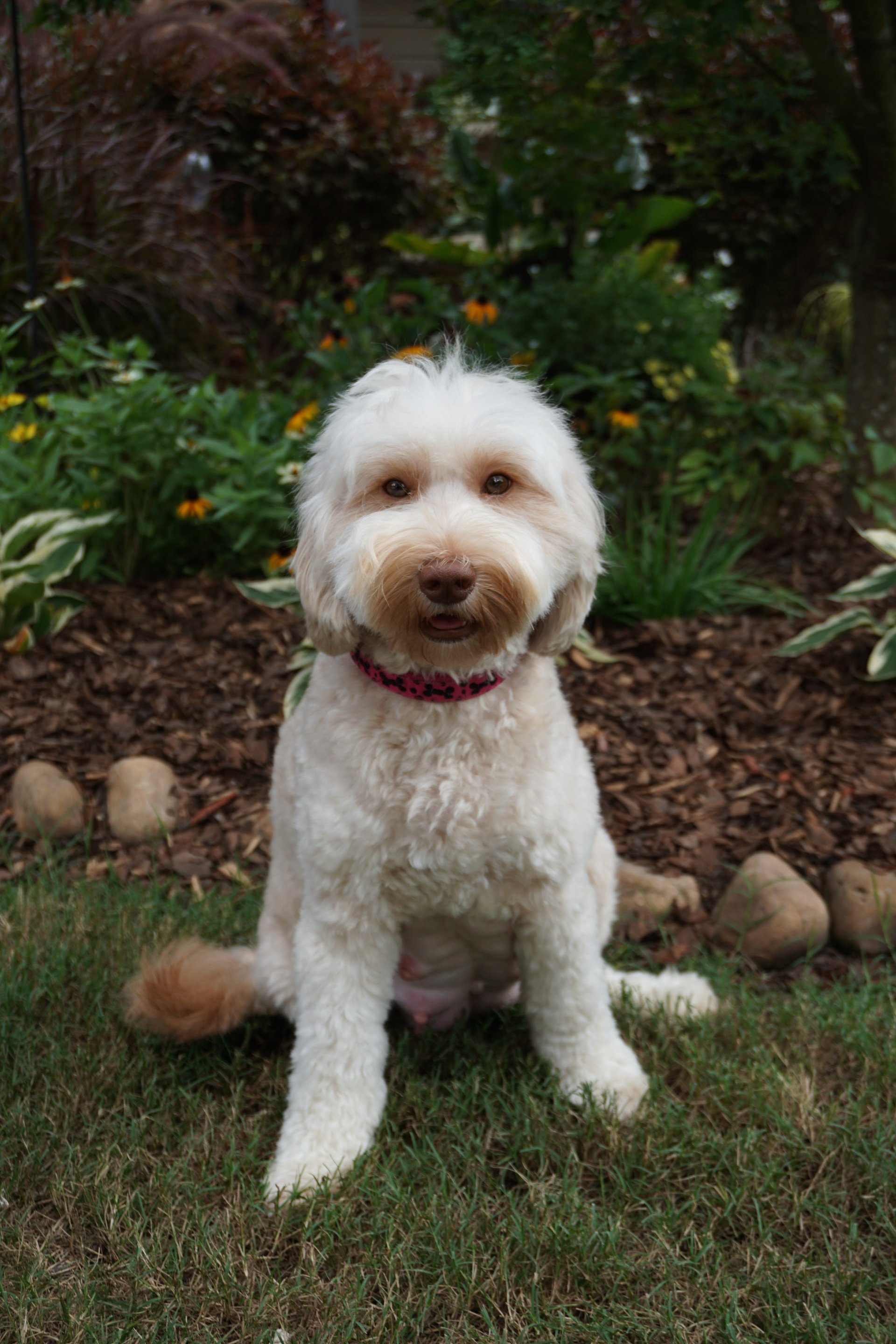 Asher Farm Labradoodles
