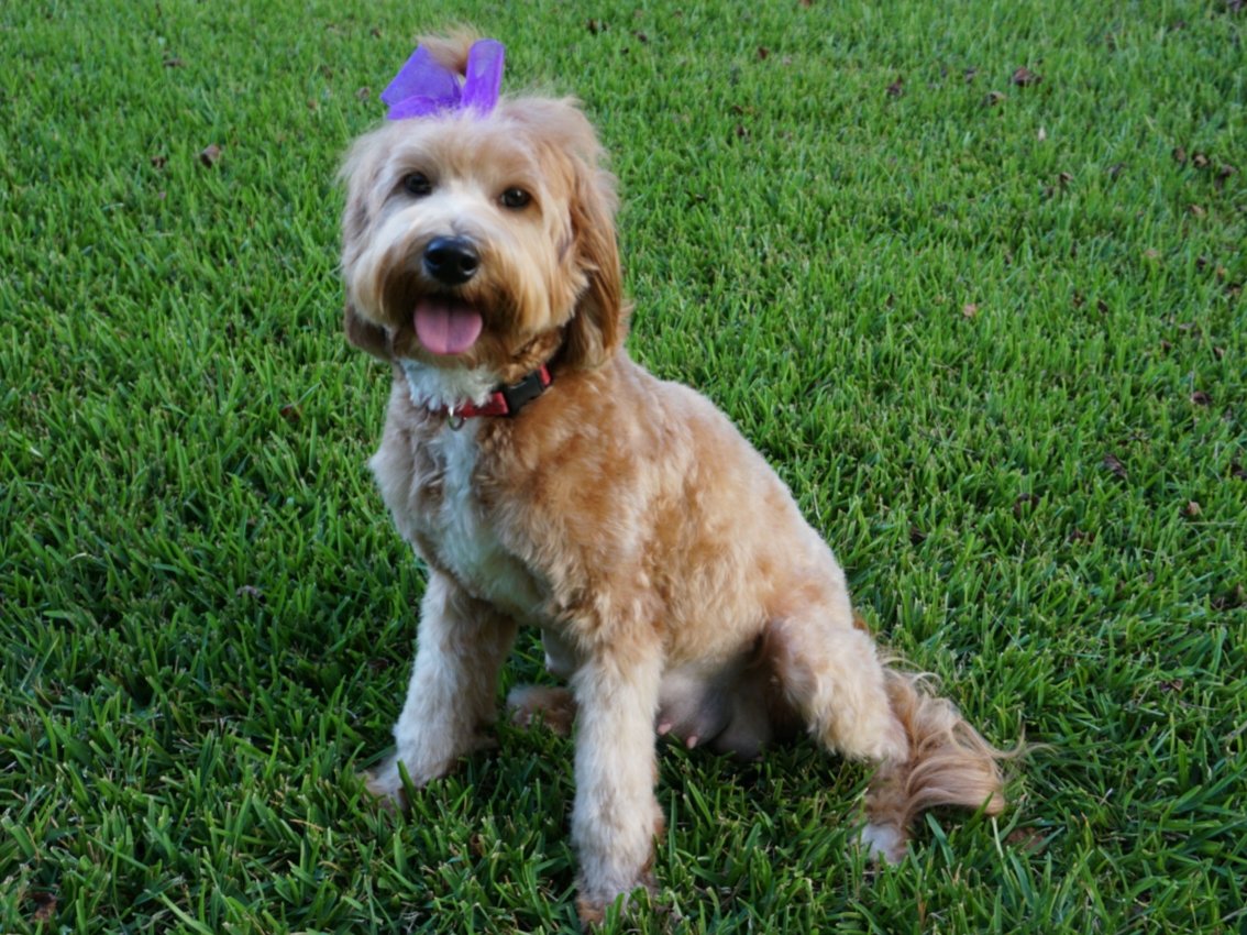 Asher Farm Labradoodles