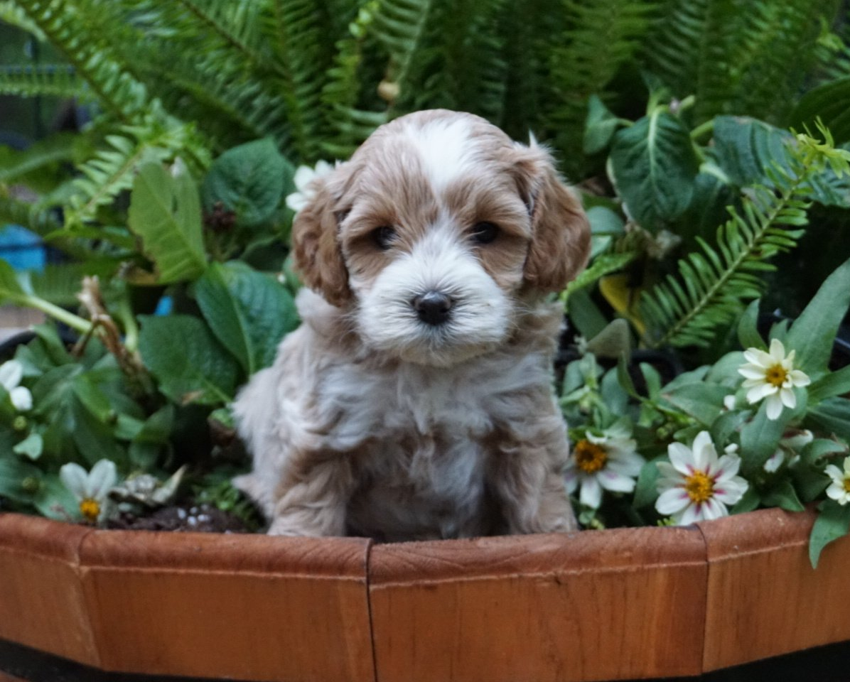 Asher Farm Labradoodles