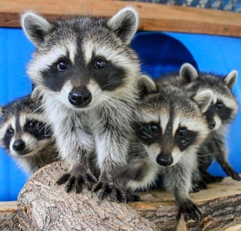 Trapper Jack Wildlife Specialist