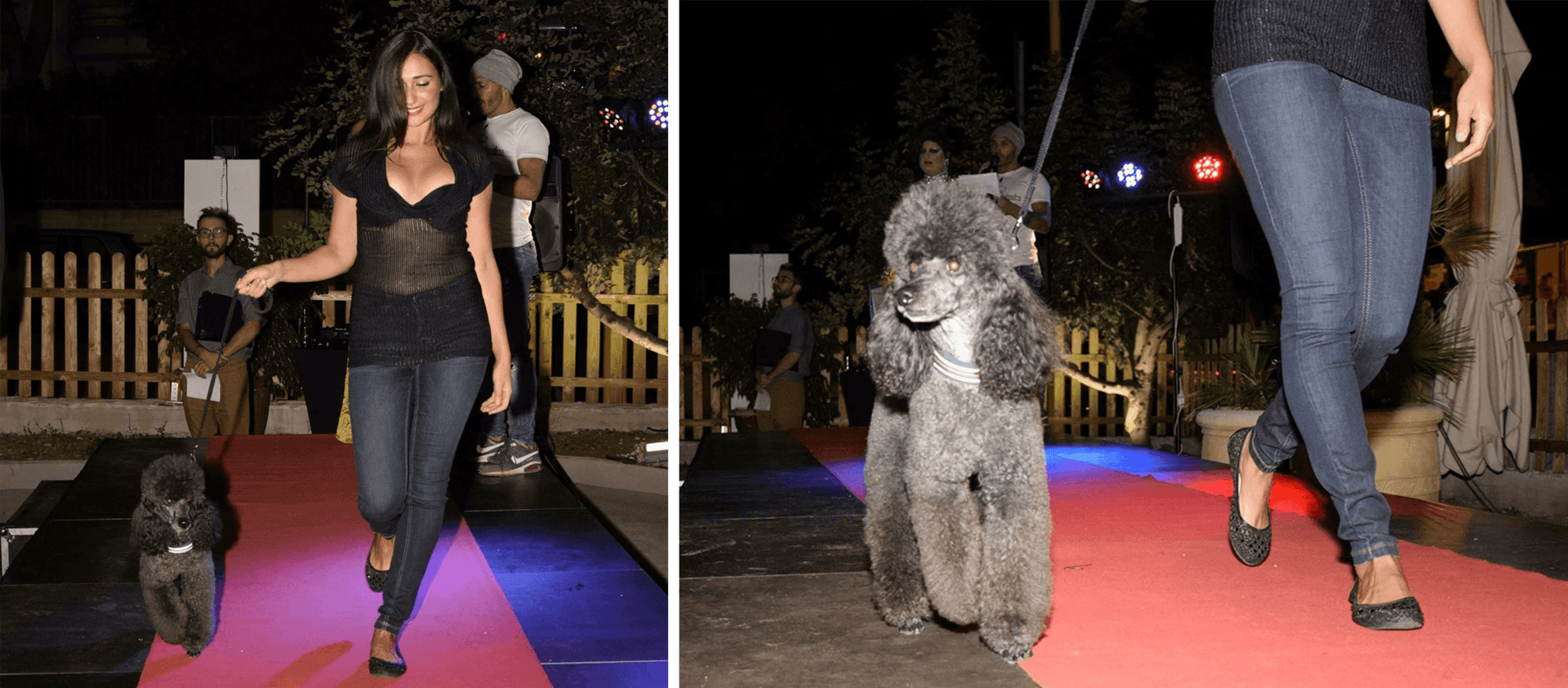 Sfoltimento pelo | Bari | Toelettatura Salandra Francesco