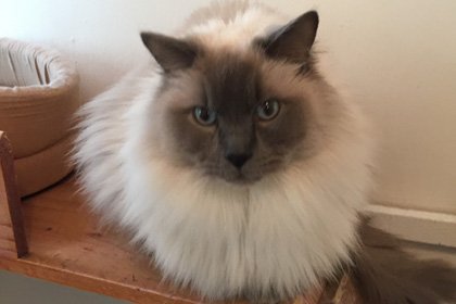 Cattery | Cats Cradle Boarding Cattery