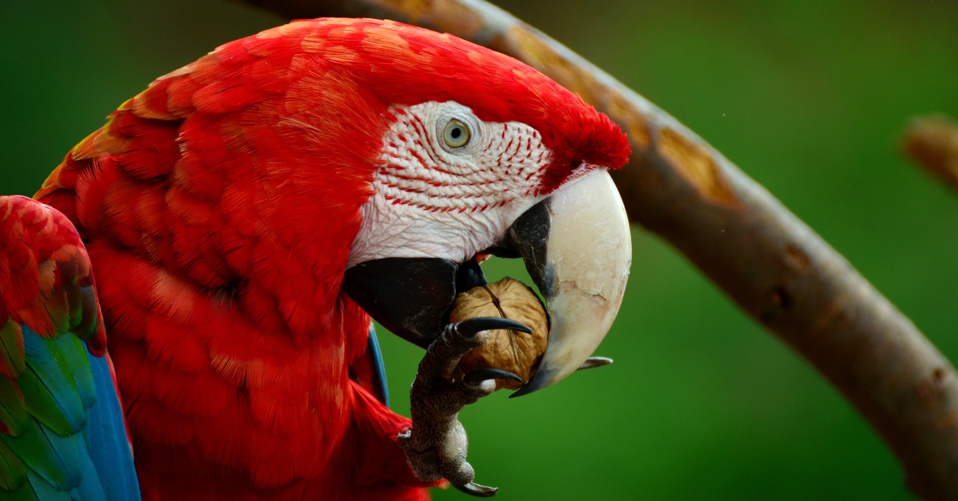 Common Pet Parrot and Bird Illnesses