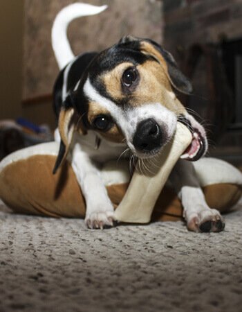 Pet Behavioral Problems – Austin, TX – Pet and Bird Clinic