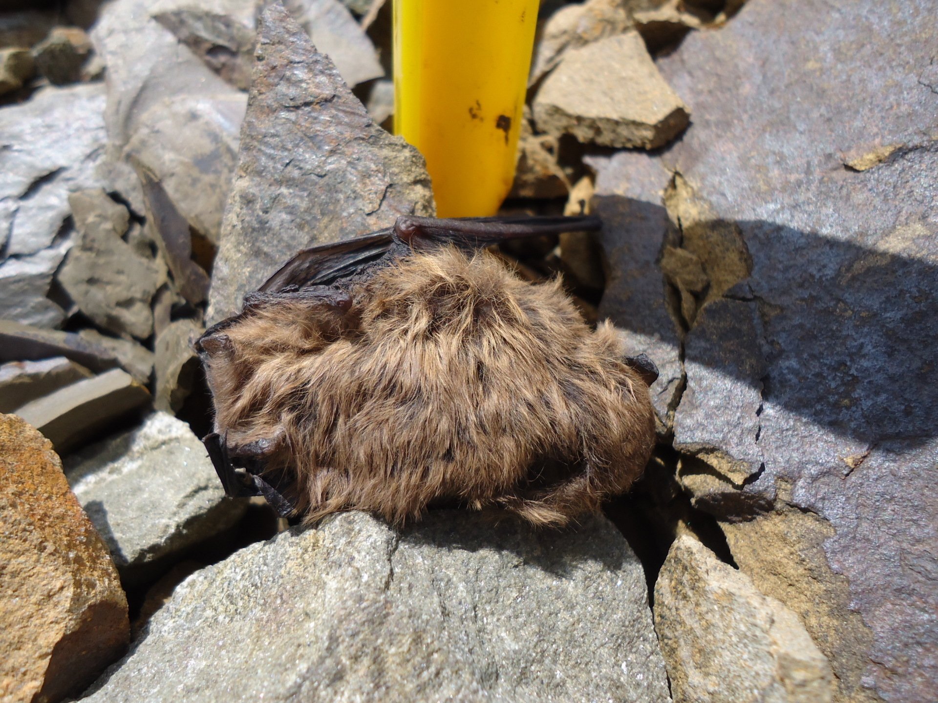 Ecology Search Services | Bat Carcass Searches