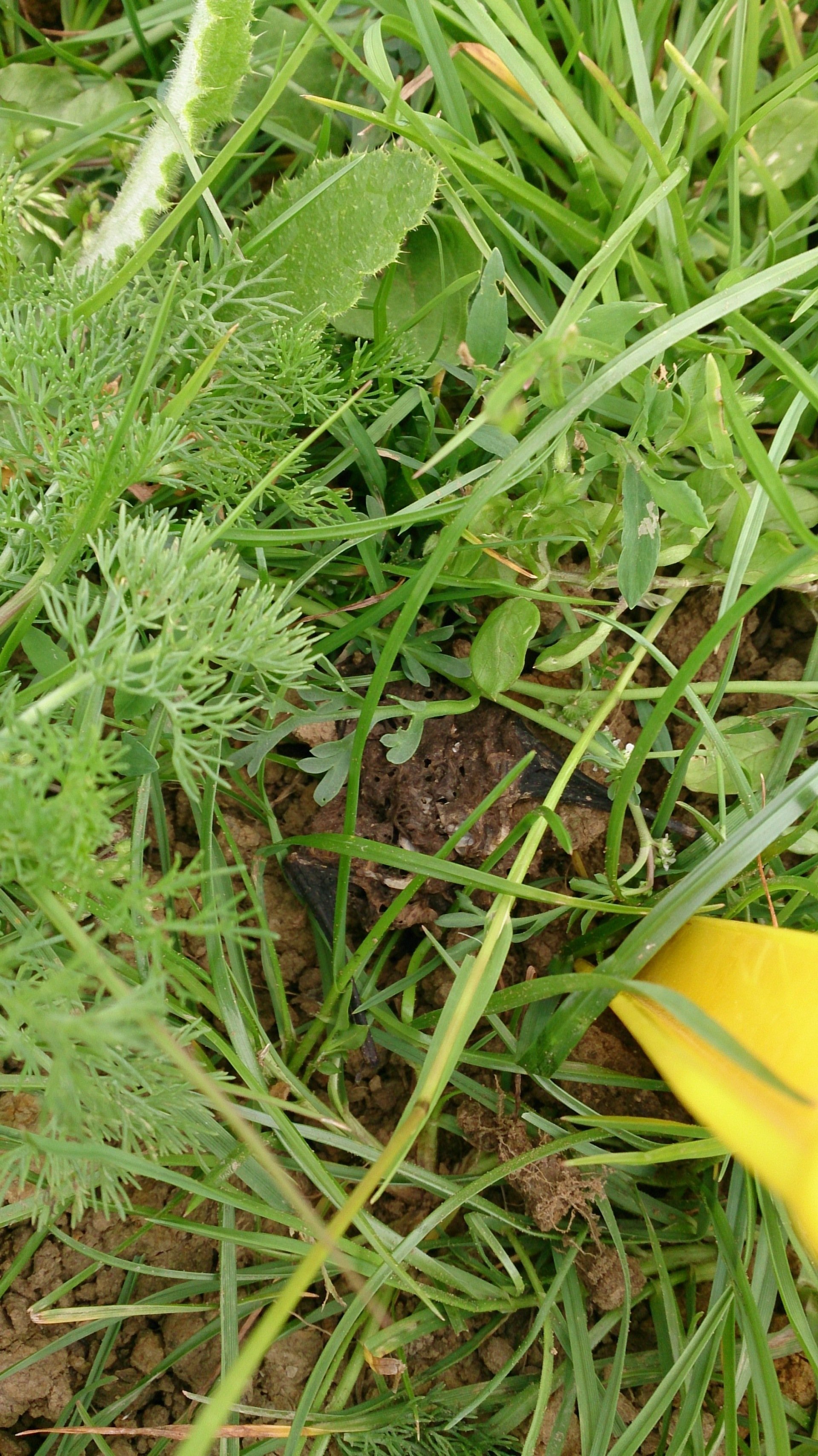 Ecology Search Services | Bat Carcass Searches