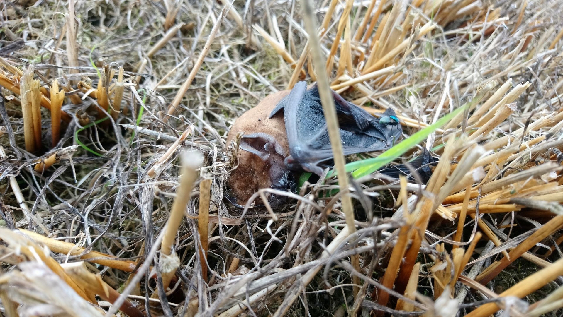 Ecology Search Services | Bat Carcass Searches