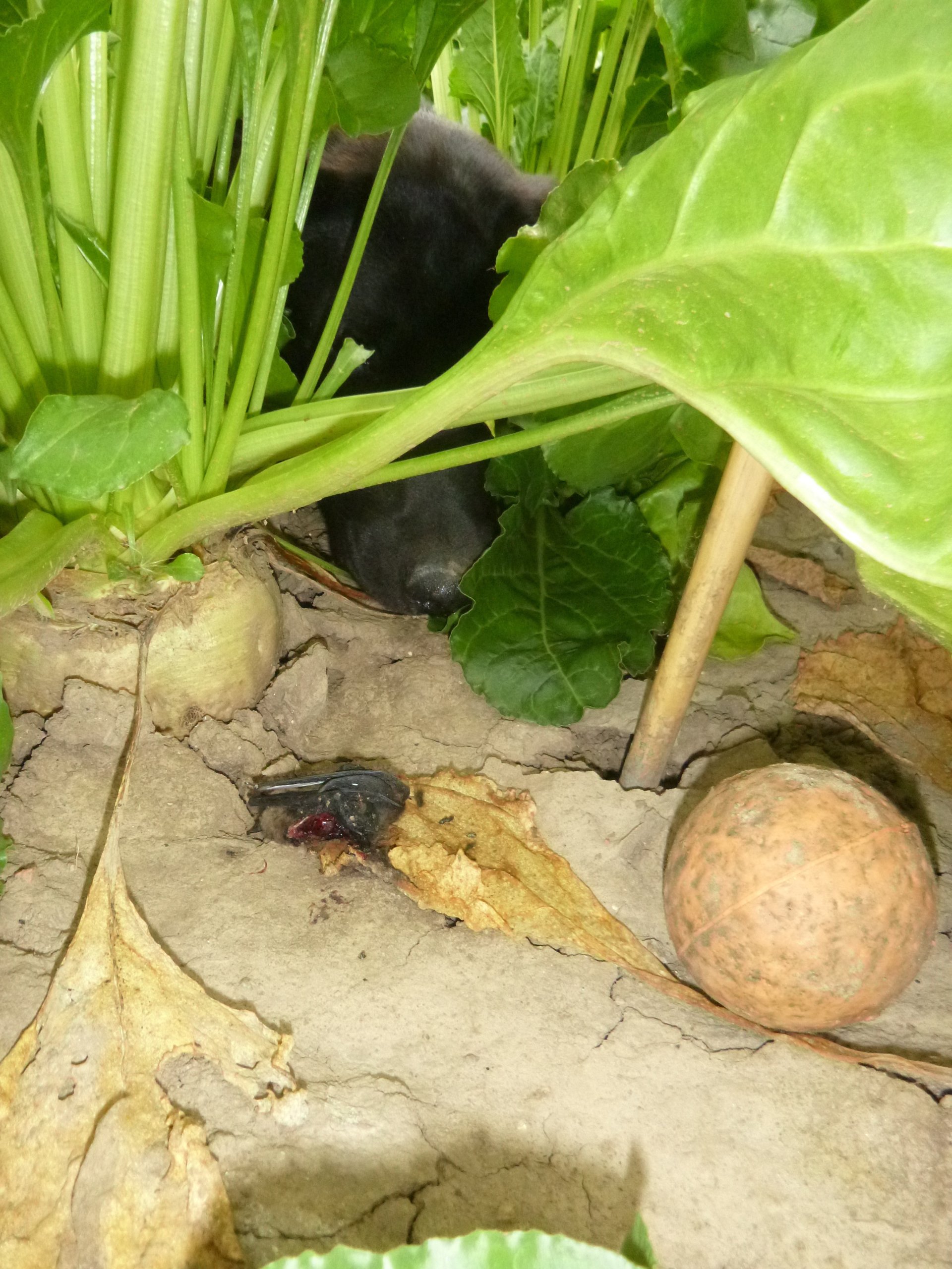 Ecology Search Services | Bat Carcass Searches